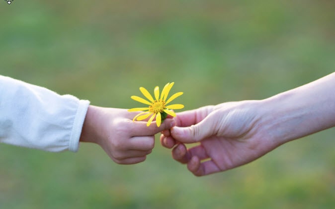 NSAIDs Celebrex and Generic Celecoxib for Relief of Pain and ...